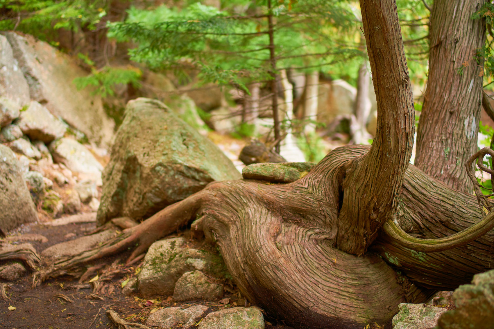 Acadia National Park Photography Guide